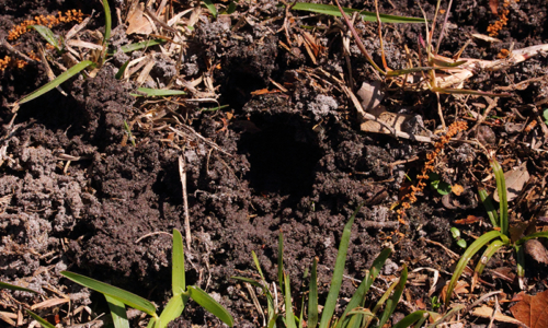 Ground Squirrels - Wilco Distributors, Inc