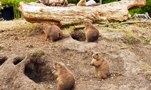 Are Groundhogs Gophers And Prairie Dogs The Same Animal